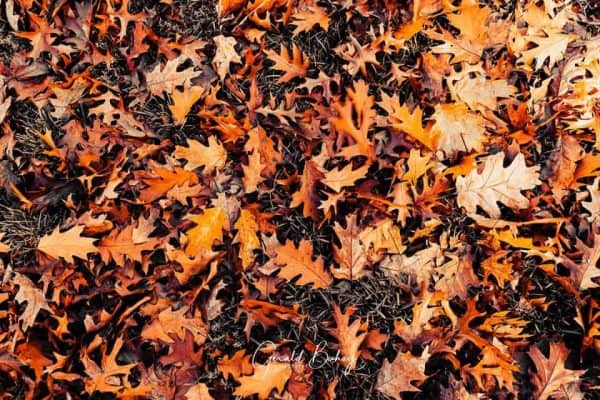 Seasons Photography Ideas and Tips - PhotoJeepers