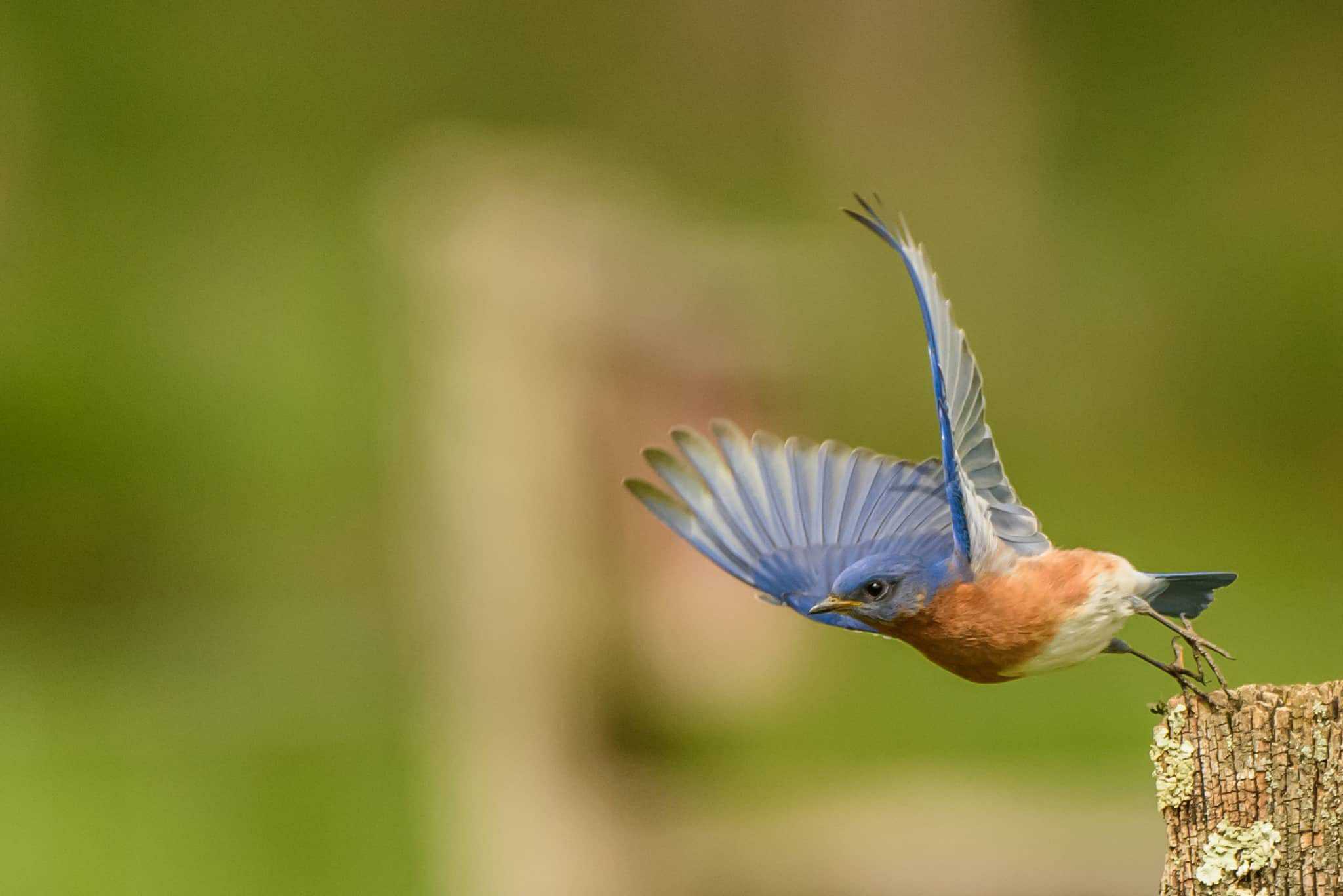 Tips and Ideas for Photographing Wildlife and Pets - PhotoJeepers
