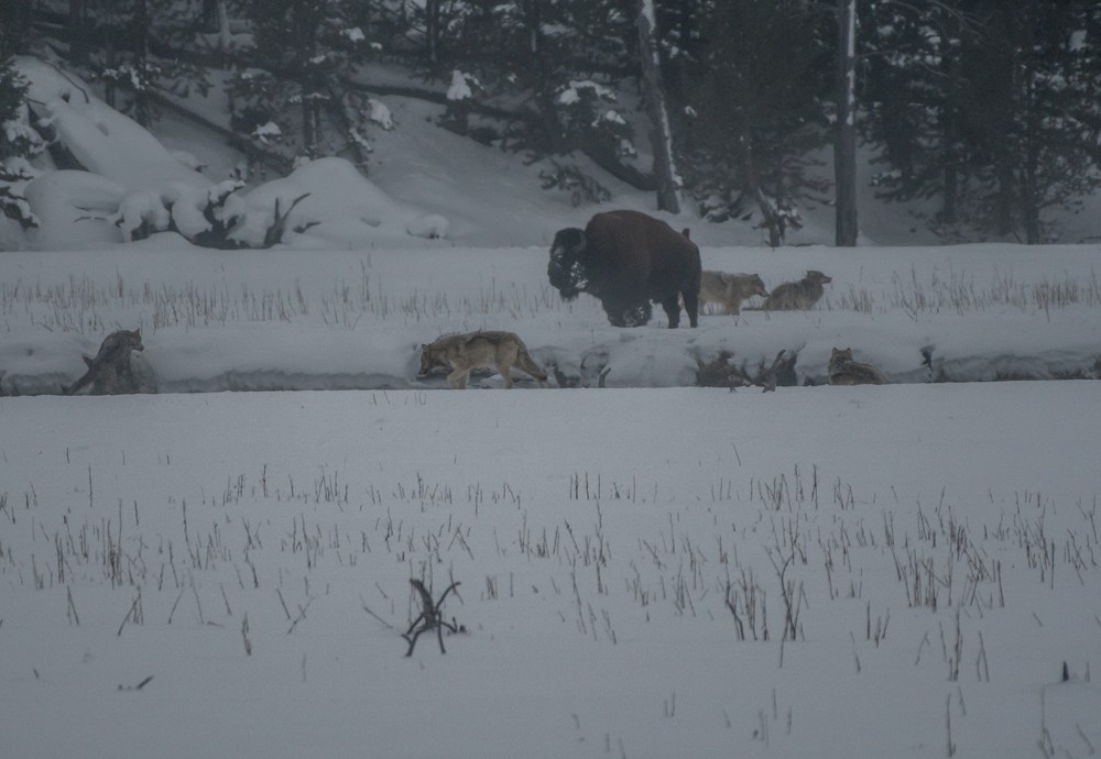 Yellowstone National Park Winter Pictures + Travel Guide - PhotoJeepers