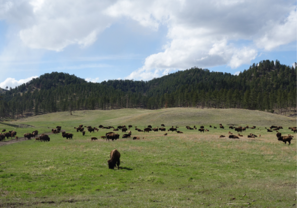 Tower and Northeast Area Day Hikes in Yellowstone - PhotoJeepers