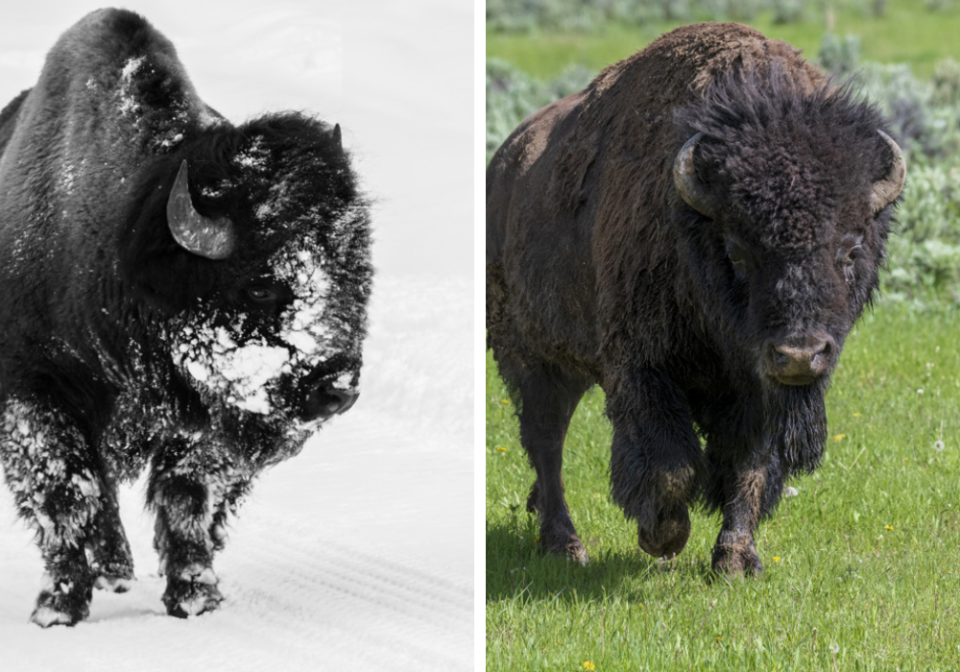 Yellowstone National Park Northern Loop: Things to See, Do, and ...