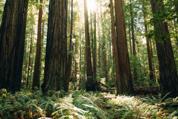 California National Parks in the Winter - PhotoJeepers