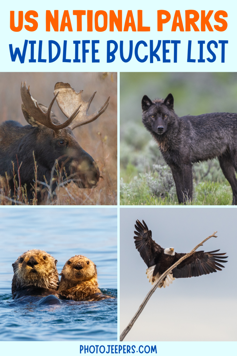 Best Places to See Wildlife in US National Parks - PhotoJeepers