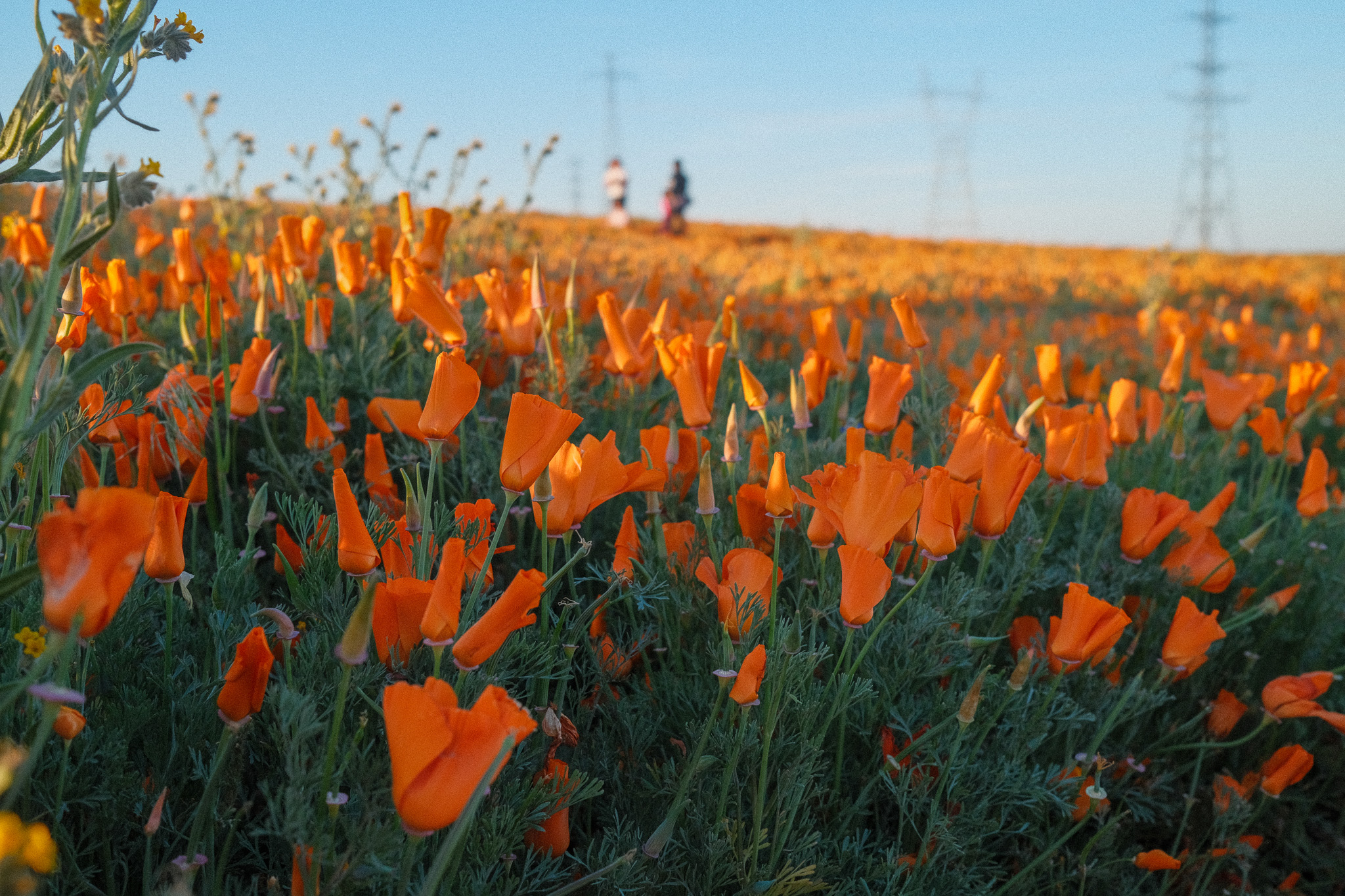Places to Visit in California in March - PhotoJeepers