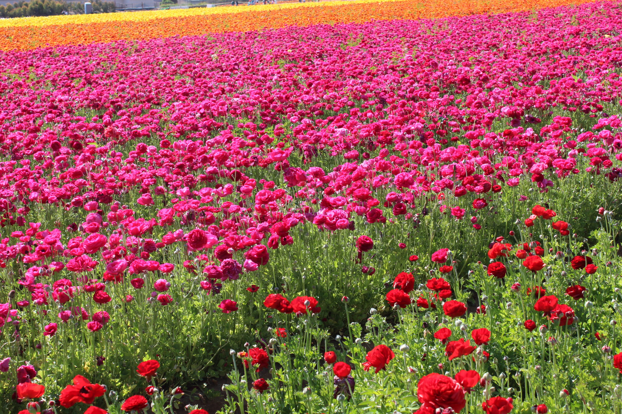 Places to Visit in California in March - PhotoJeepers