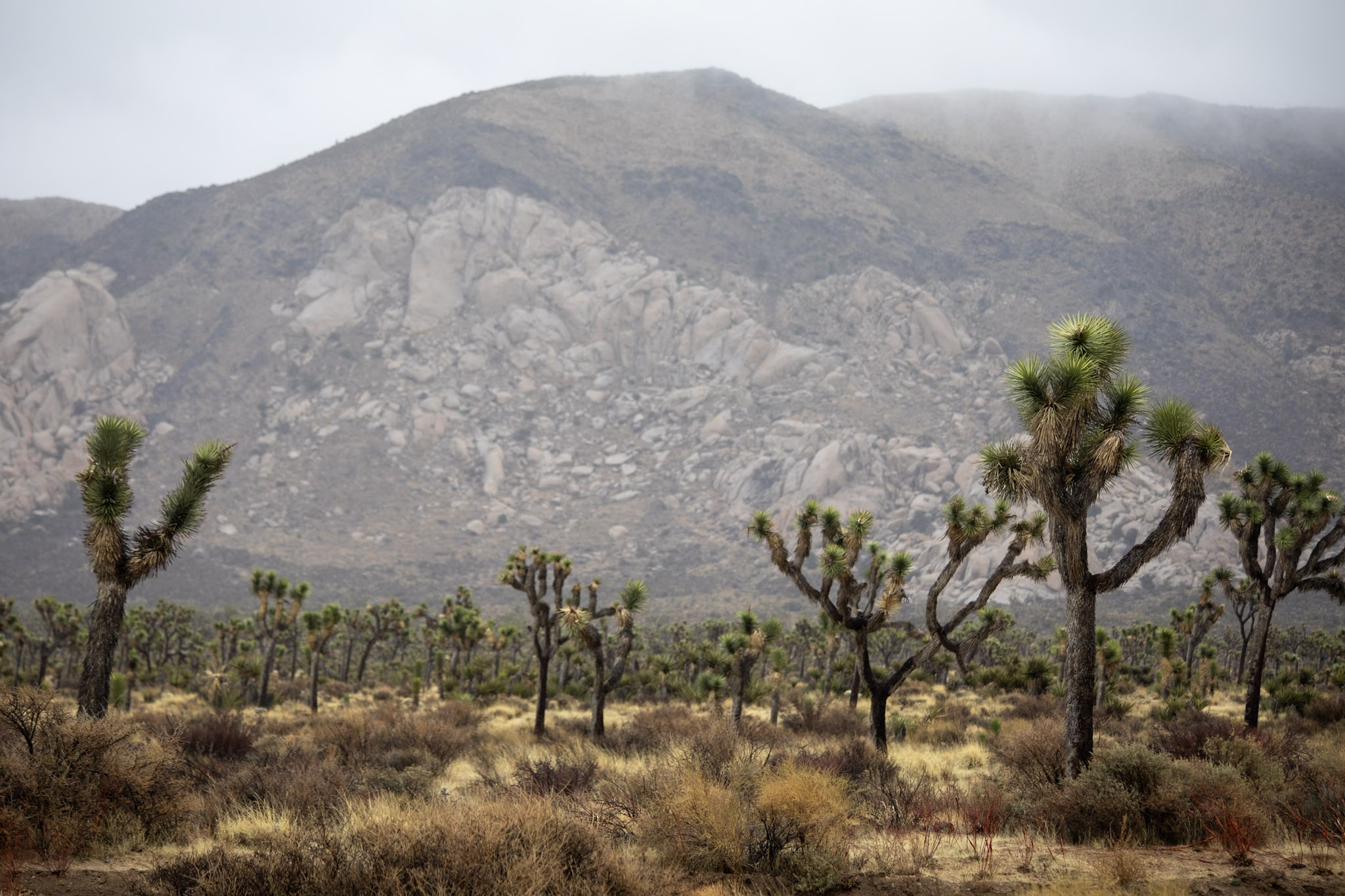 Visiting California National Parks in April - PhotoJeepers